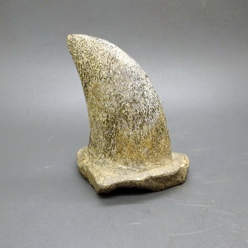 Fosil Cula Badak Bertuah - Pusaka Dunia