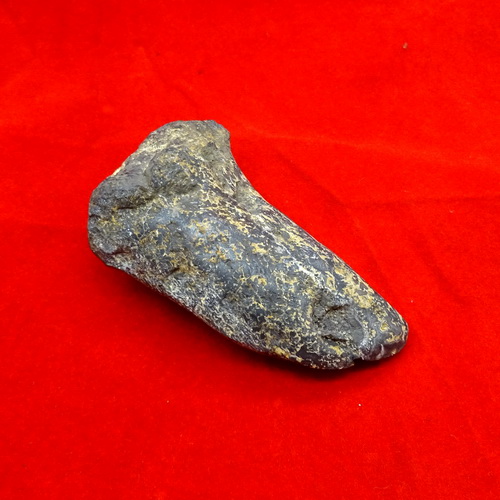 Fosil Cula Badak Keramat - Pusaka Dunia