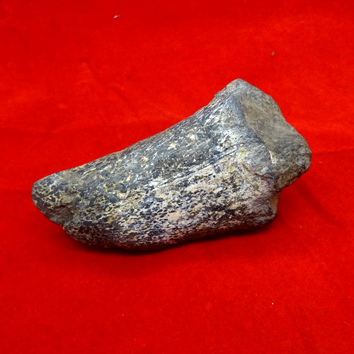 Fosil Cula Badak Keramat - Pusaka Dunia