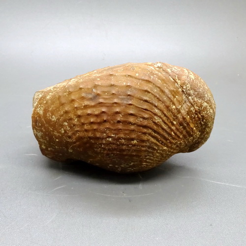 Pusaka Fosil Kerang Temuan - Pusaka Dunia