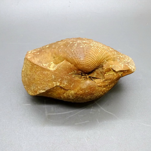 Pusaka Fosil Kerang Temuan - Pusaka Dunia