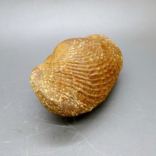 Pusaka Fosil Kerang Temuan - Pusaka Dunia