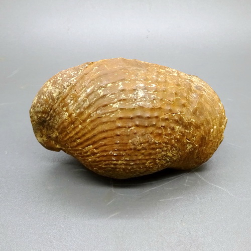 Pusaka Fosil Kerang Temuan - Pusaka Dunia