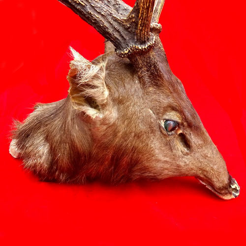 Kepala Kijang Asli Keramat - Pusaka Dunia