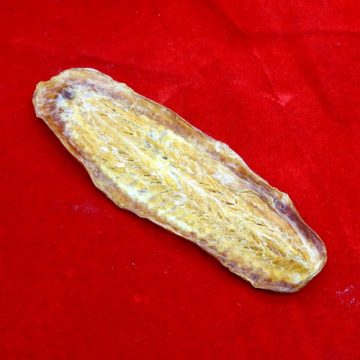 Pusaka Ikan Tempel Penunduk Juragan - Pusaka Dunia