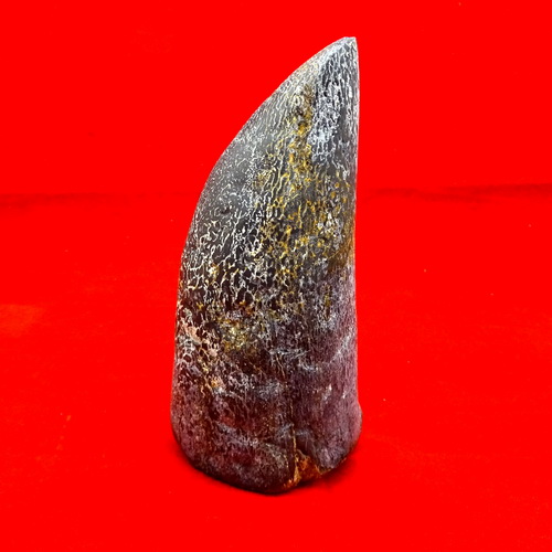 Pusaka Keramat Fosil Cula Badak - Pusaka Dunia