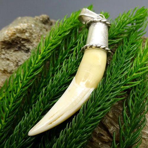 Pusaka Dunia Taring Macan Asli Maung Lodaya - Pusaka Dunia