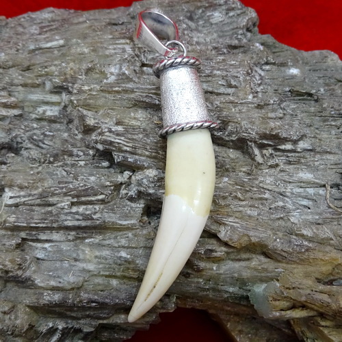 Pusaka Taring Macan Asli Khodam Maung Bodas - Pusaka Dunia