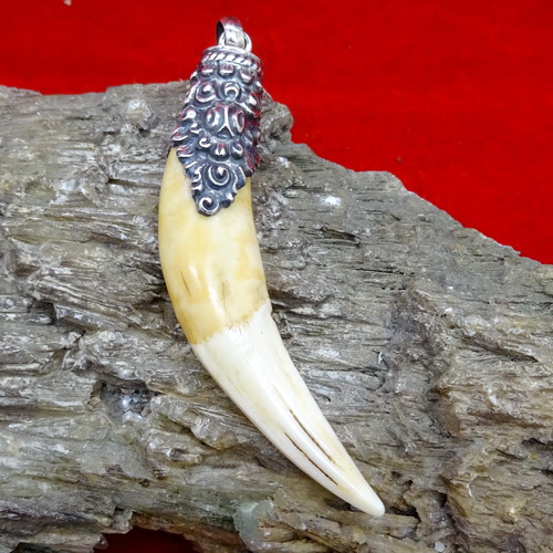 Pusaka Taring Macan Ngurak Koleksi Sesepuh - Pusaka Dunia