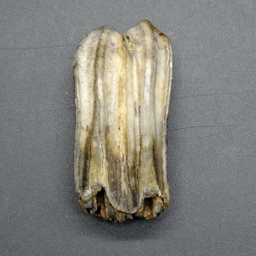 Pusaka Fosil Gigi Gajah Untuk Pagar Gaib - Pusaka Dunia