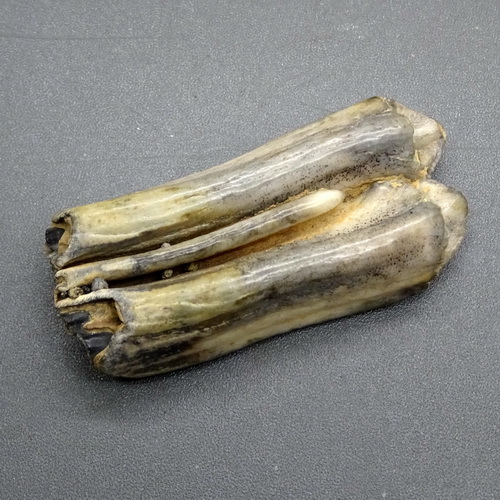 Pusaka Fosil Gigi Gajah Untuk Pagar Gaib - Pusaka Dunia