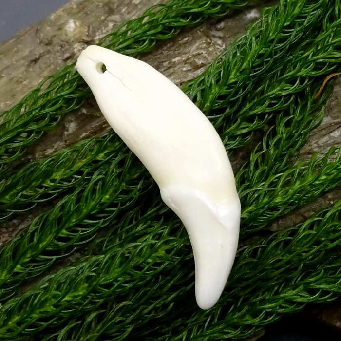 Pusaka Taring Macan Dahan Putih - Pusaka Dunia